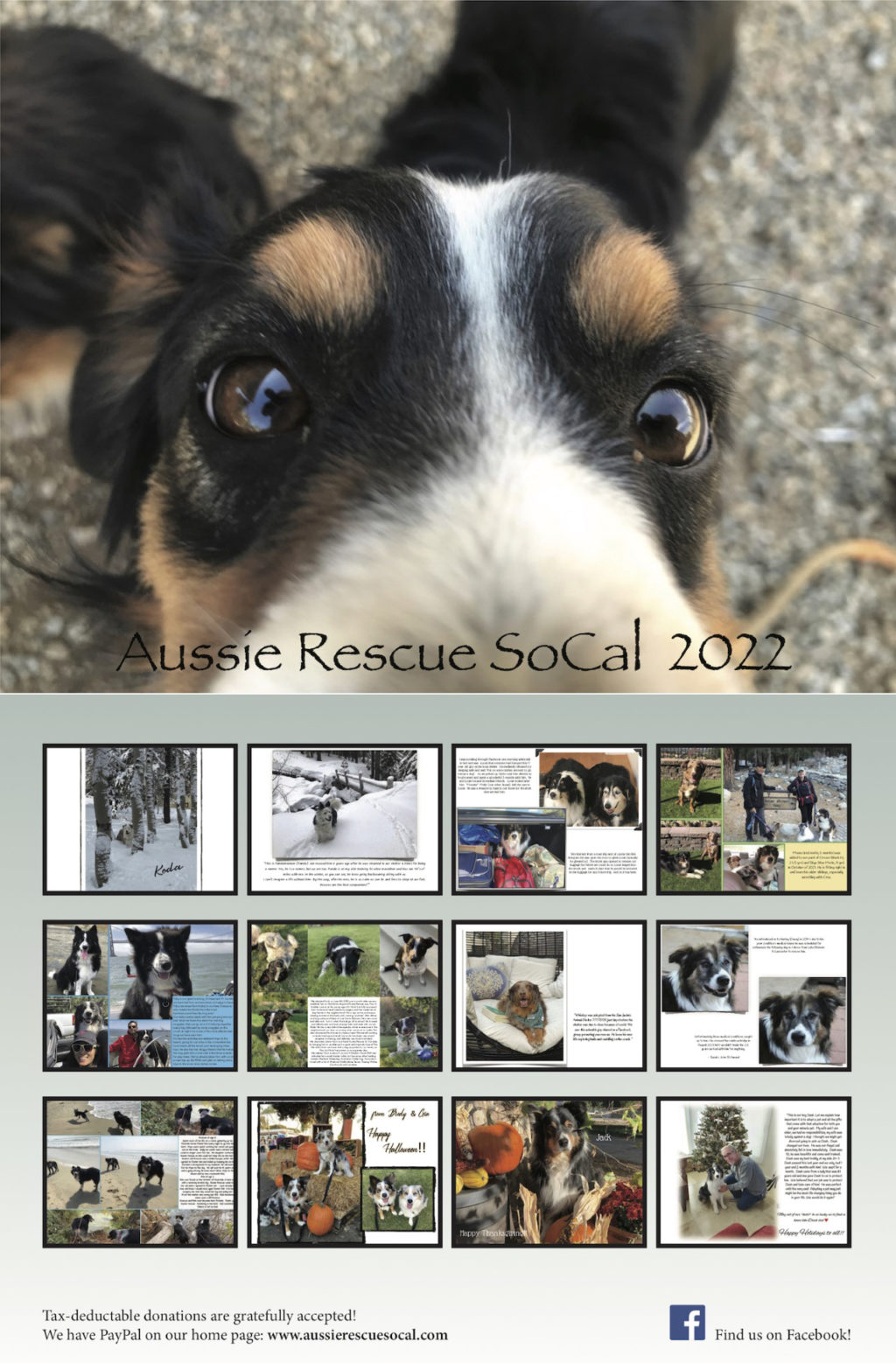 Aussie Rescue SoCal – Australian Shepherd Rescue