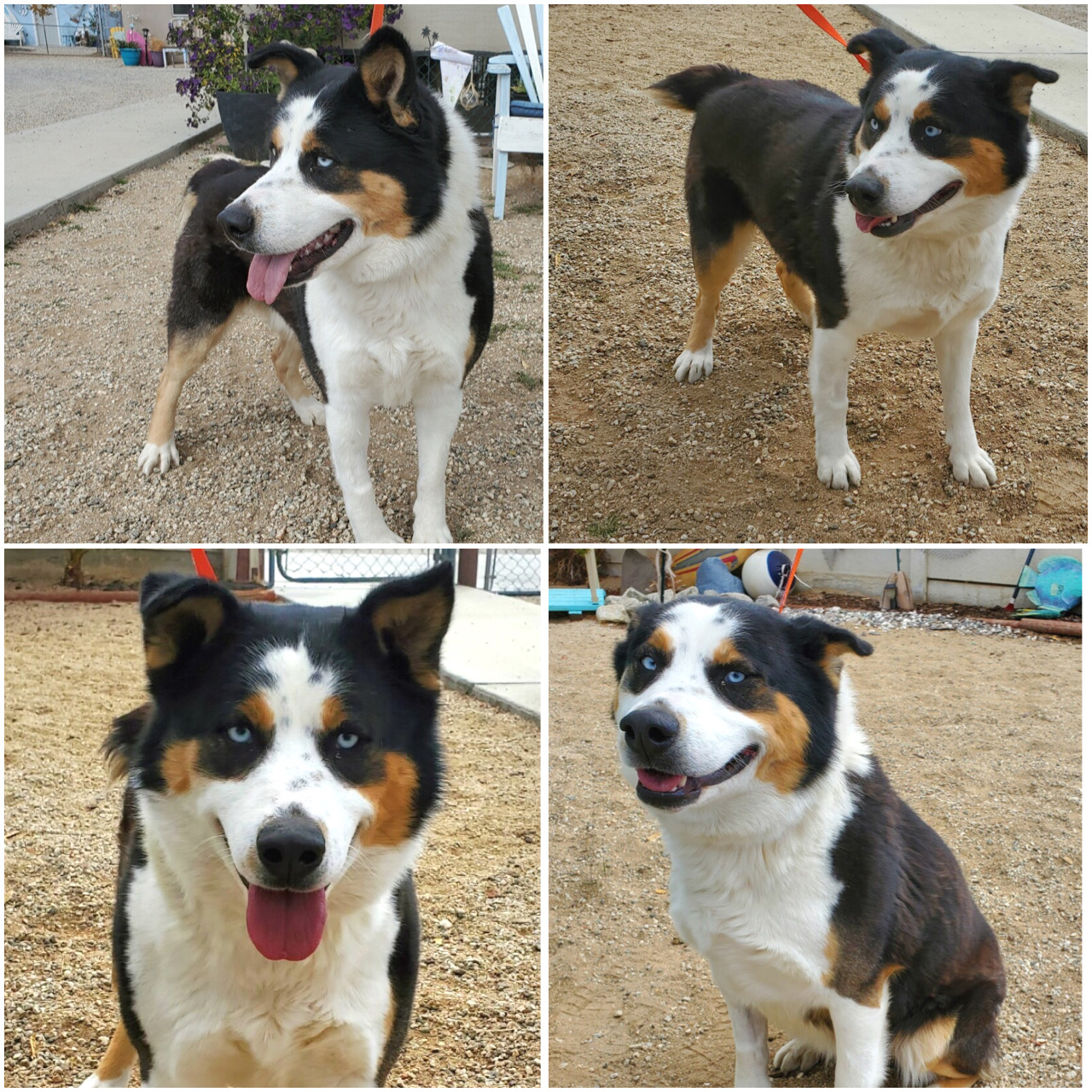 Available Through ARSC – Aussie Rescue SoCal