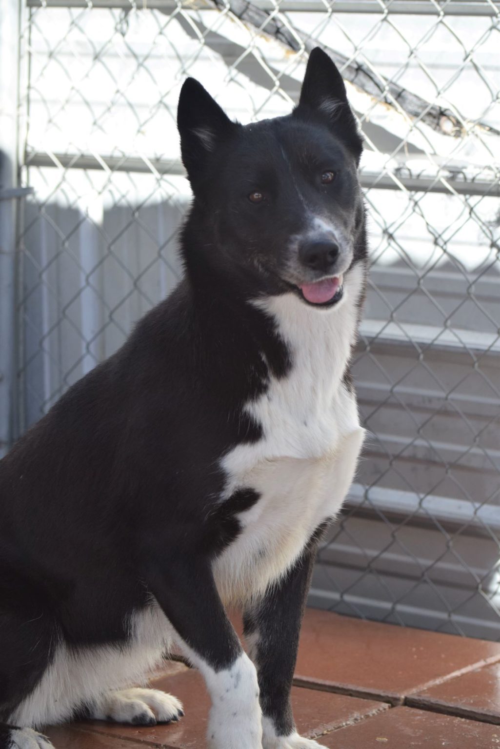 Available Through ARSC – Aussie Rescue SoCal