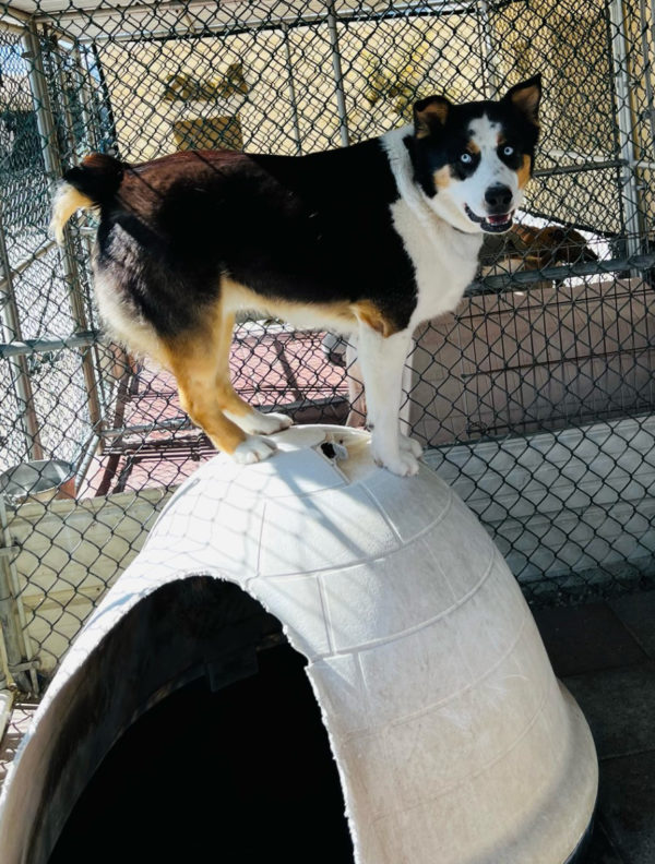 Available Through ARSC – Aussie Rescue SoCal