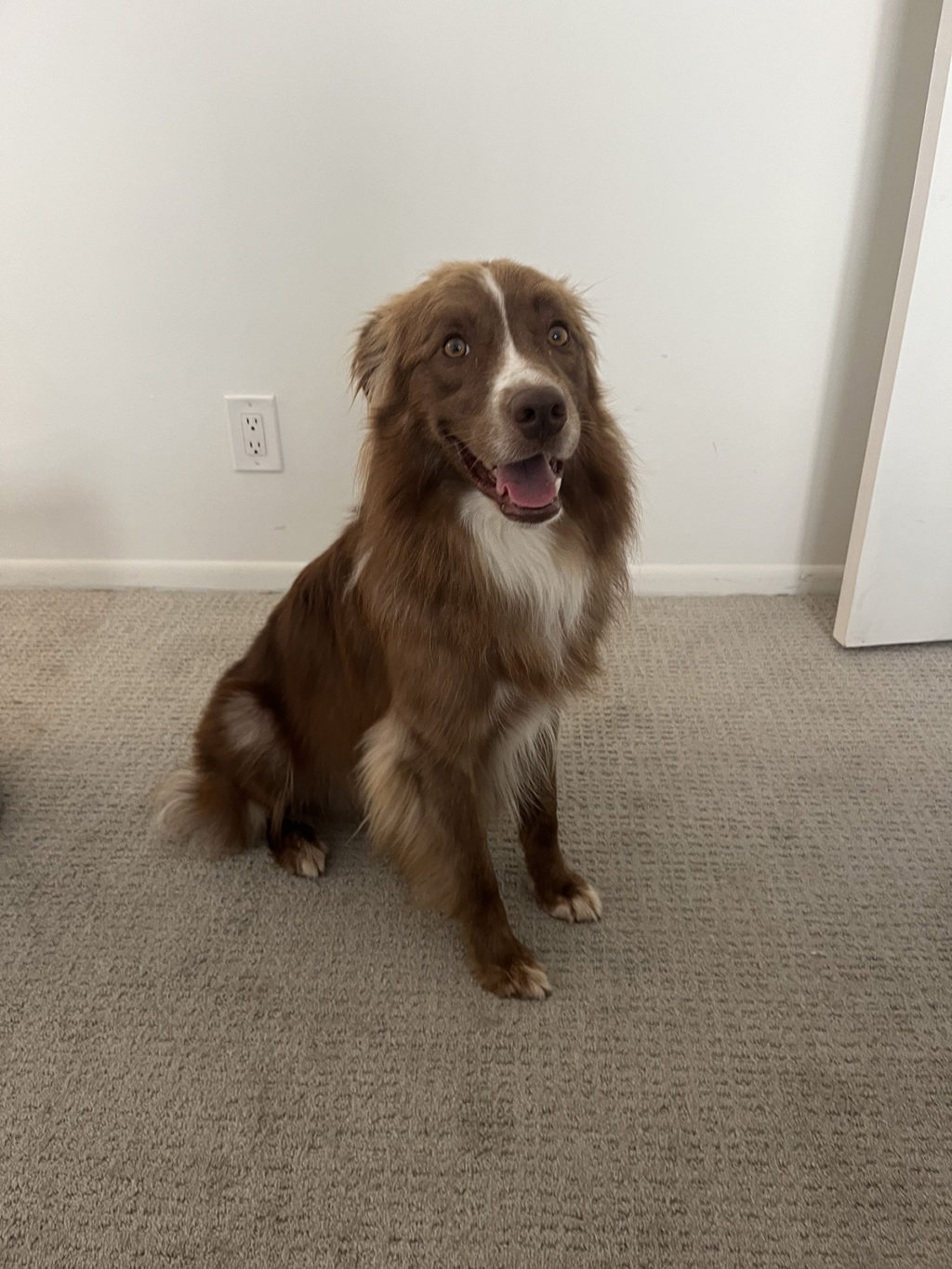 Available Through ARSC – Aussie Rescue SoCal