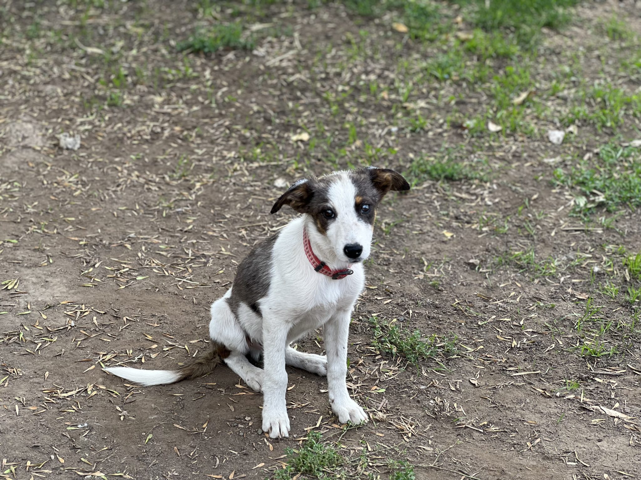 Available Through ARSC