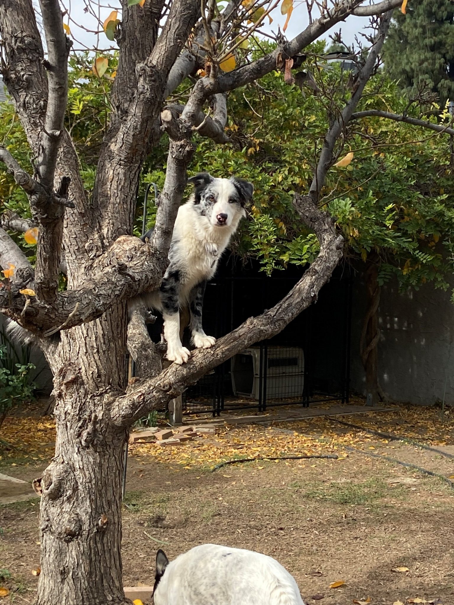 Available Through ARSC